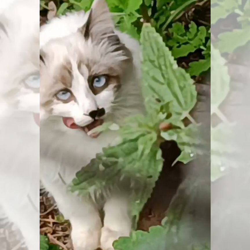Котенок