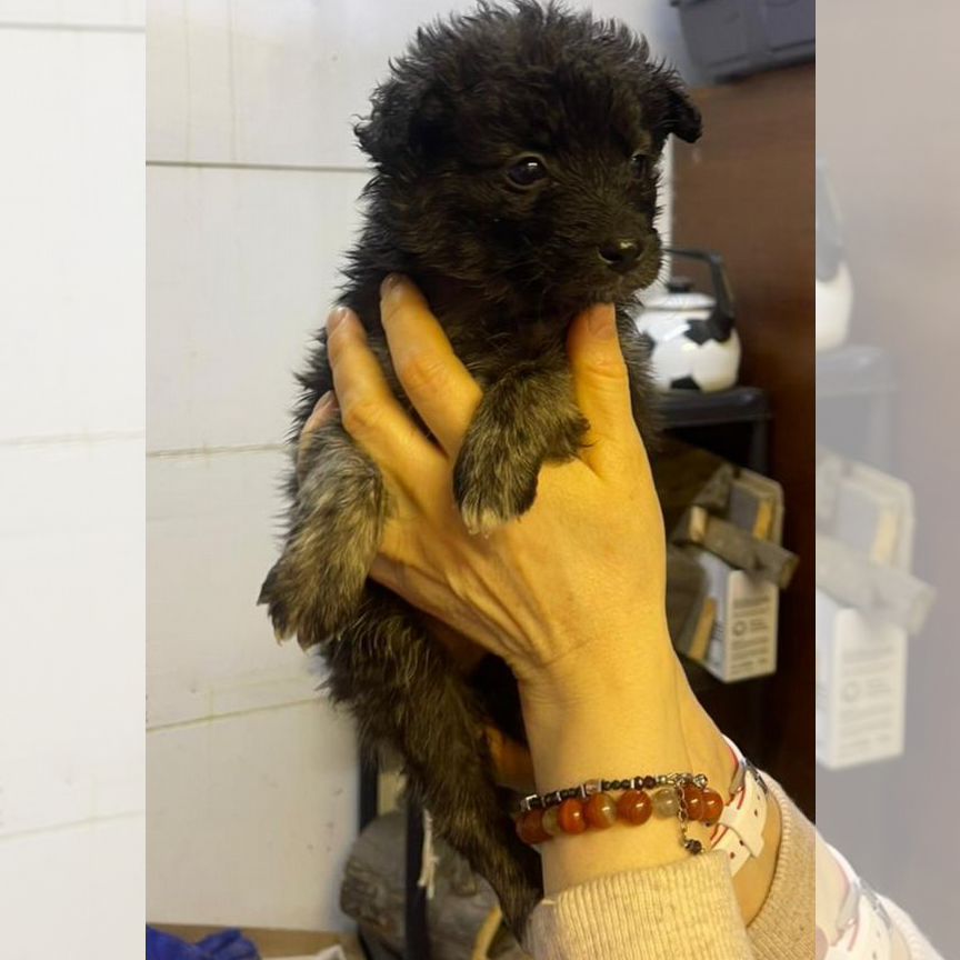 Щенок в добрые руки