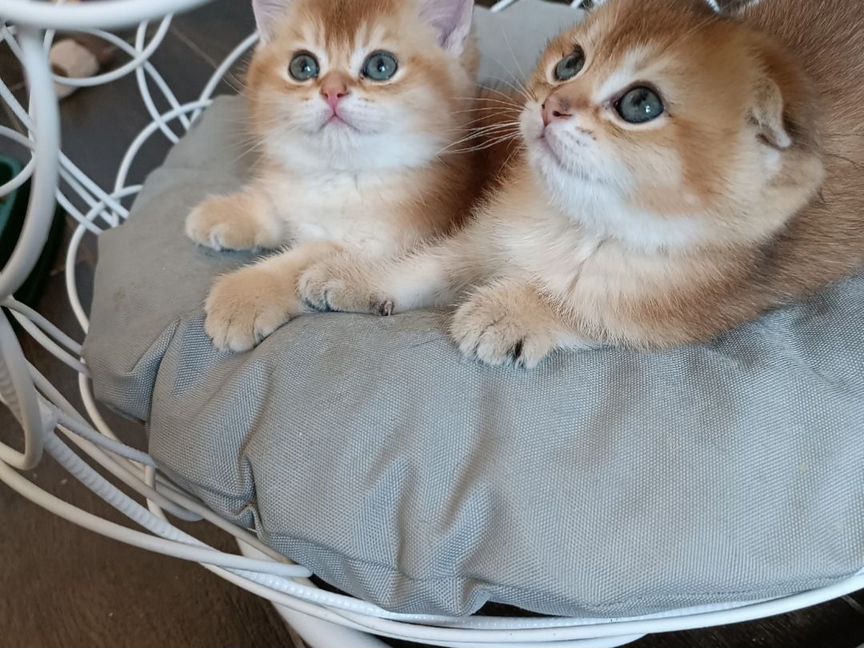 Шотландские котята золотая шиншилла