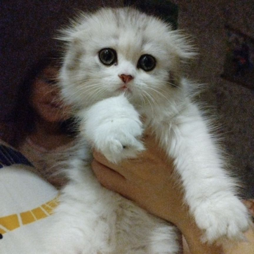 Шотландский вислоухий длинношёрстный котёнок