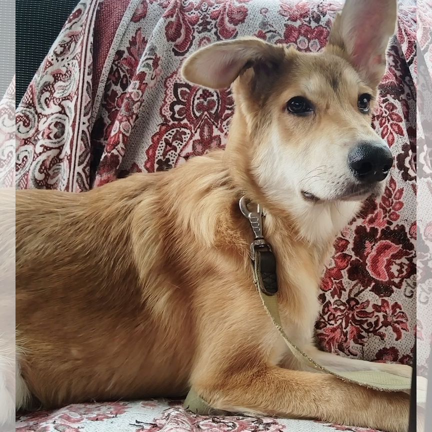 Щенок в добрые руки