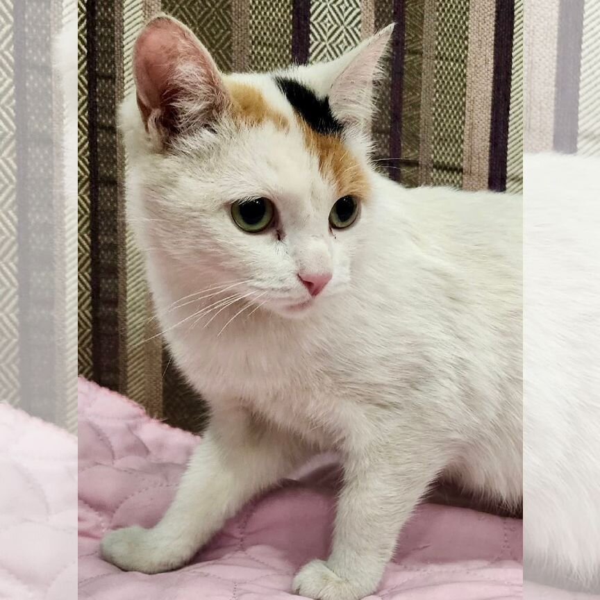 Взрослая кошка в добрые руки