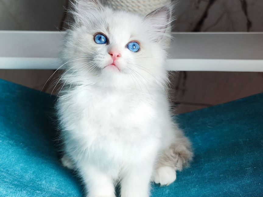 Dixie, рэгдолл с родословной