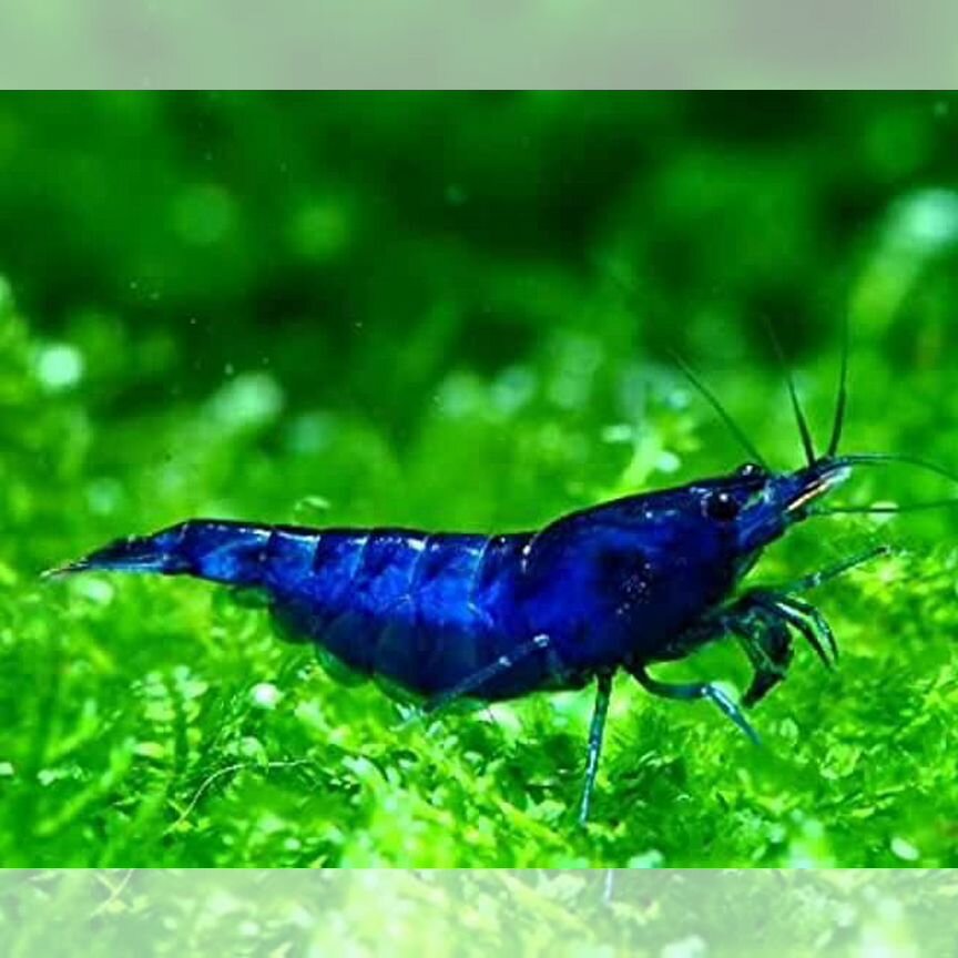 Креветки синие блю дрим