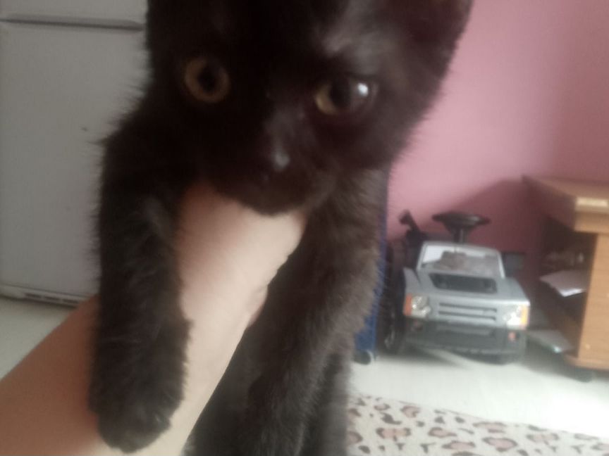 Котенок