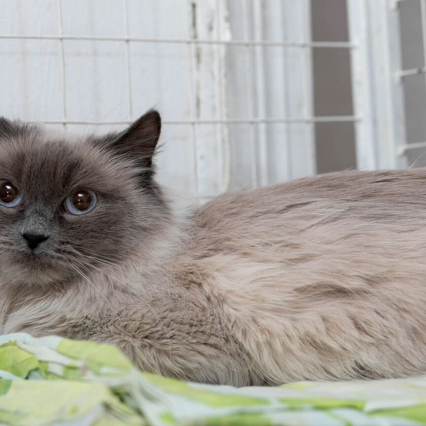 Сиамская кошечка Серафима в добрые руки