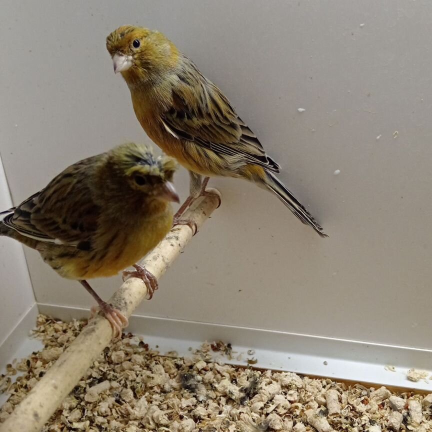 Кенара и канарейки