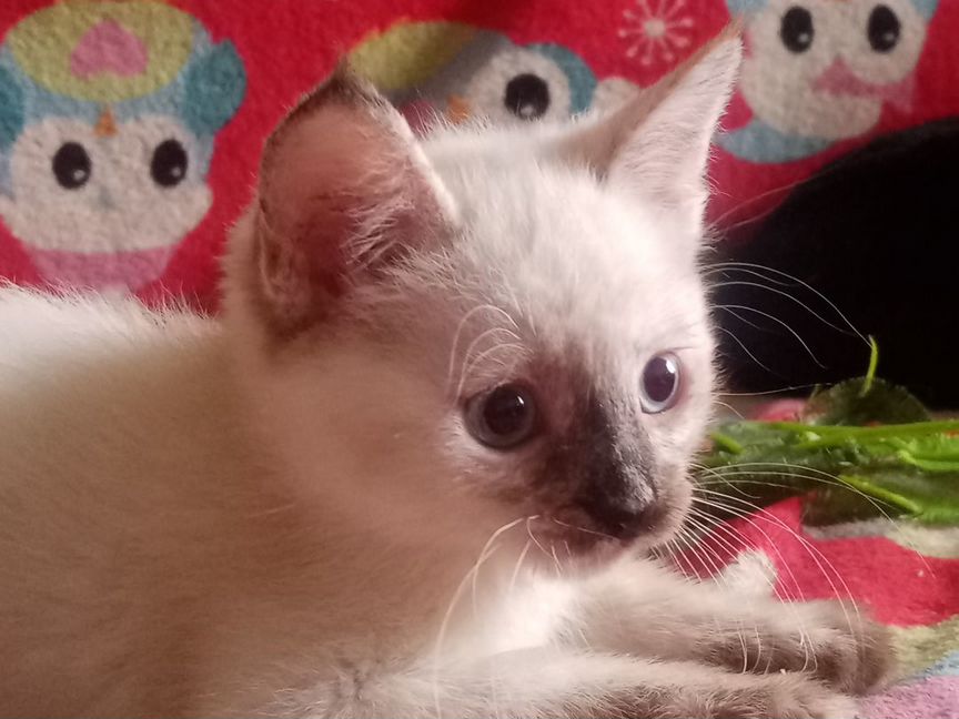 Котята (метис сфинкса)