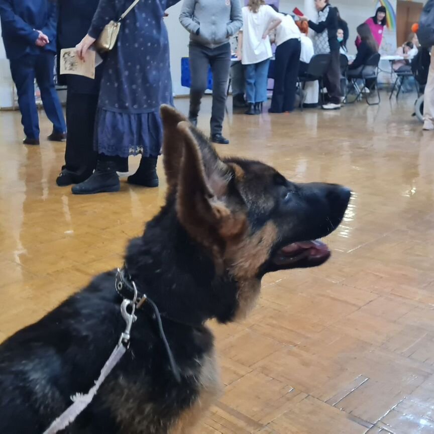 Собака поводырь для незрячих людей