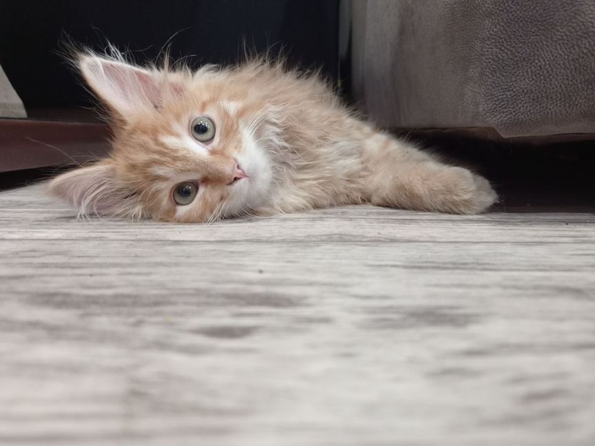Котенок
