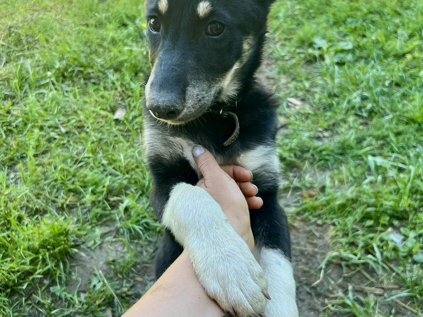 Щенок в добрые руки