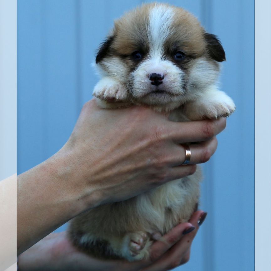 Вельш Корги Пемброк, щенок