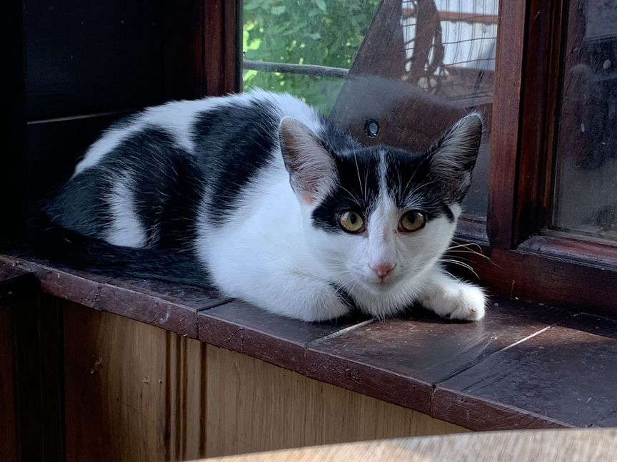 Алекс ищет дом (похож на ориентала)