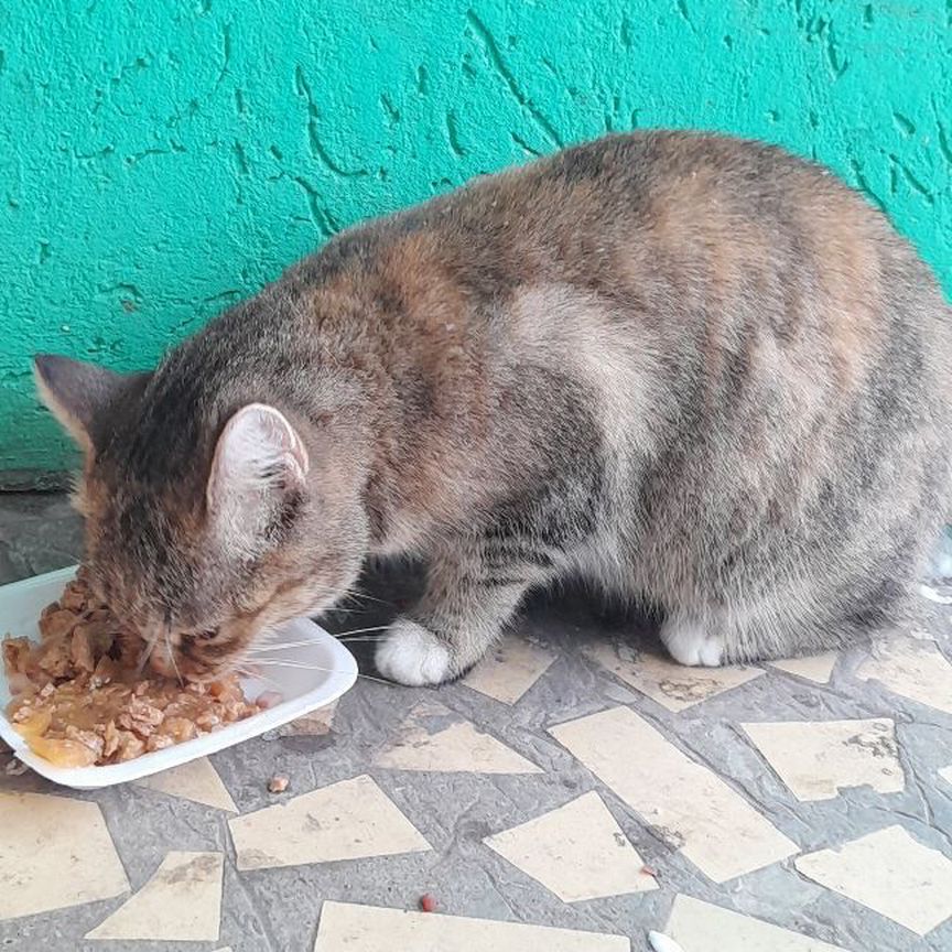 Потеряшка - трехцветная кошечка