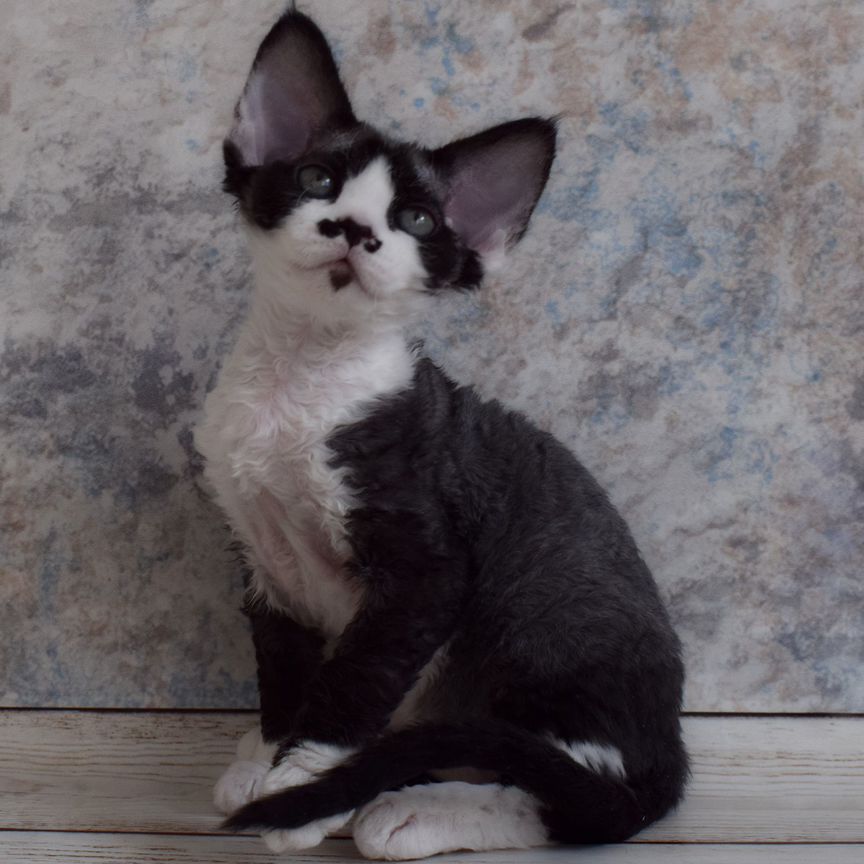 Кошечка Devon Rex