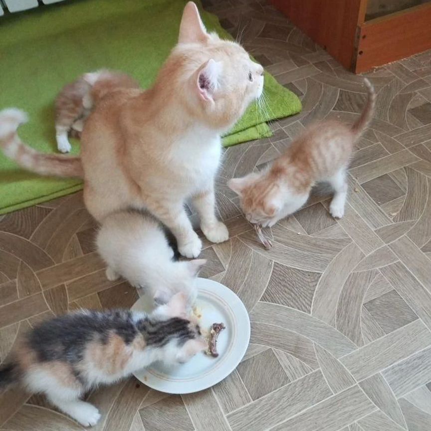 Британский короткошёрстный котёнок