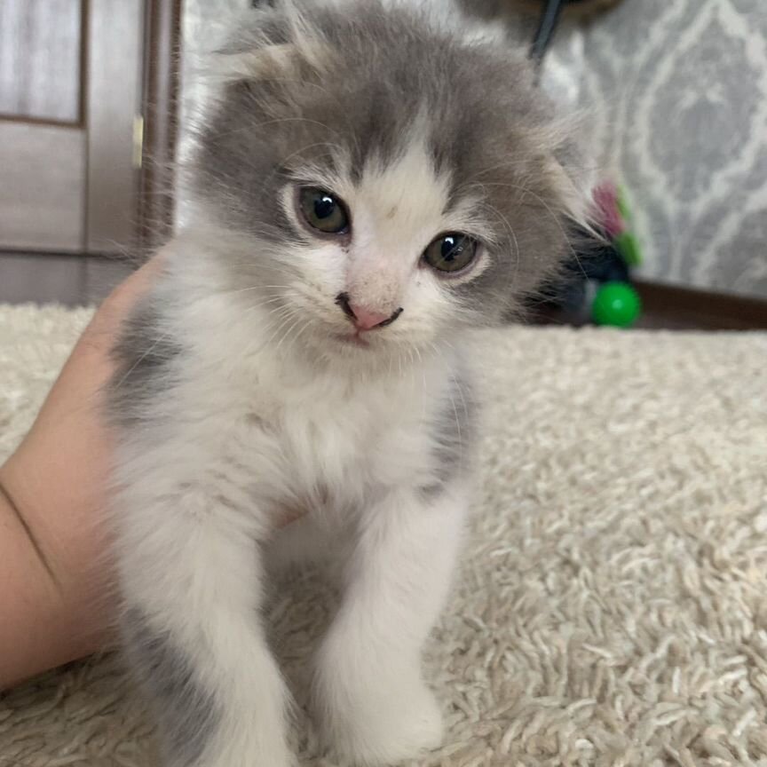 Вислоухая Кошечка