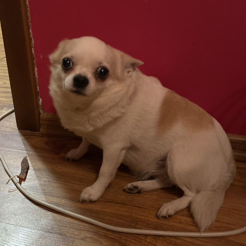 Чихуахуа, взрослая собака