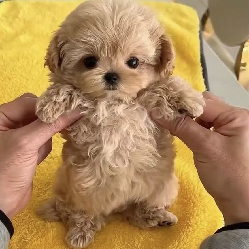 Мальтипу, щенок