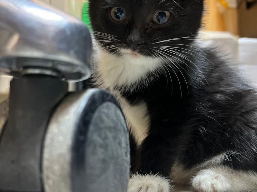 Кошка в дар бесплатно