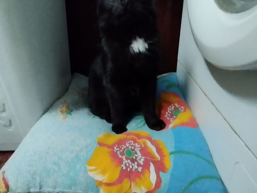 Отдам в добрые руки мальчик котенок