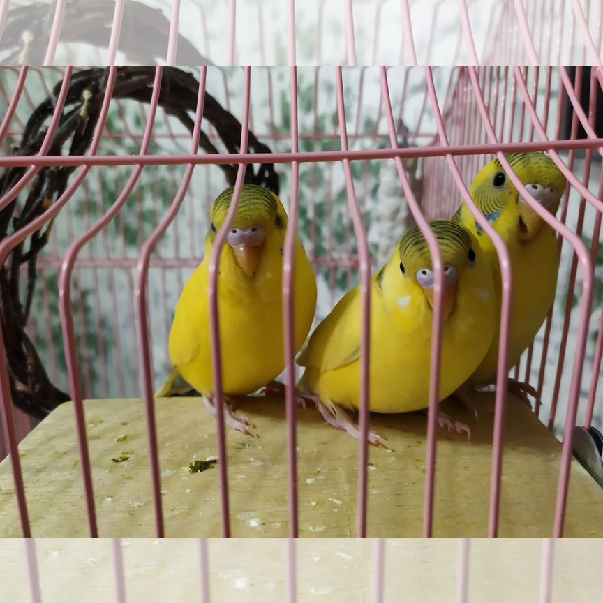 Птенцы волнистого попугая