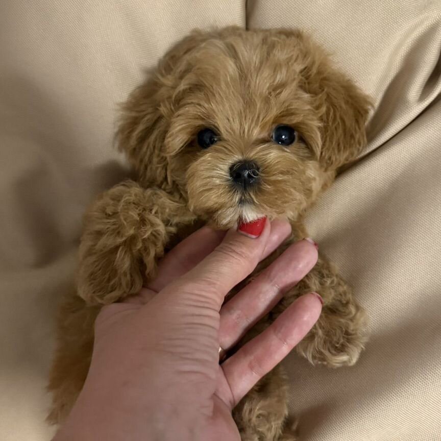 Мальтипу, щенок