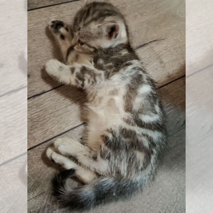 Шотландский прямоухий короткошёрстный котёнок