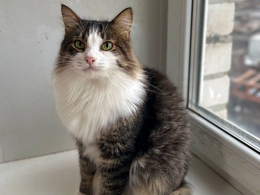 Кошка