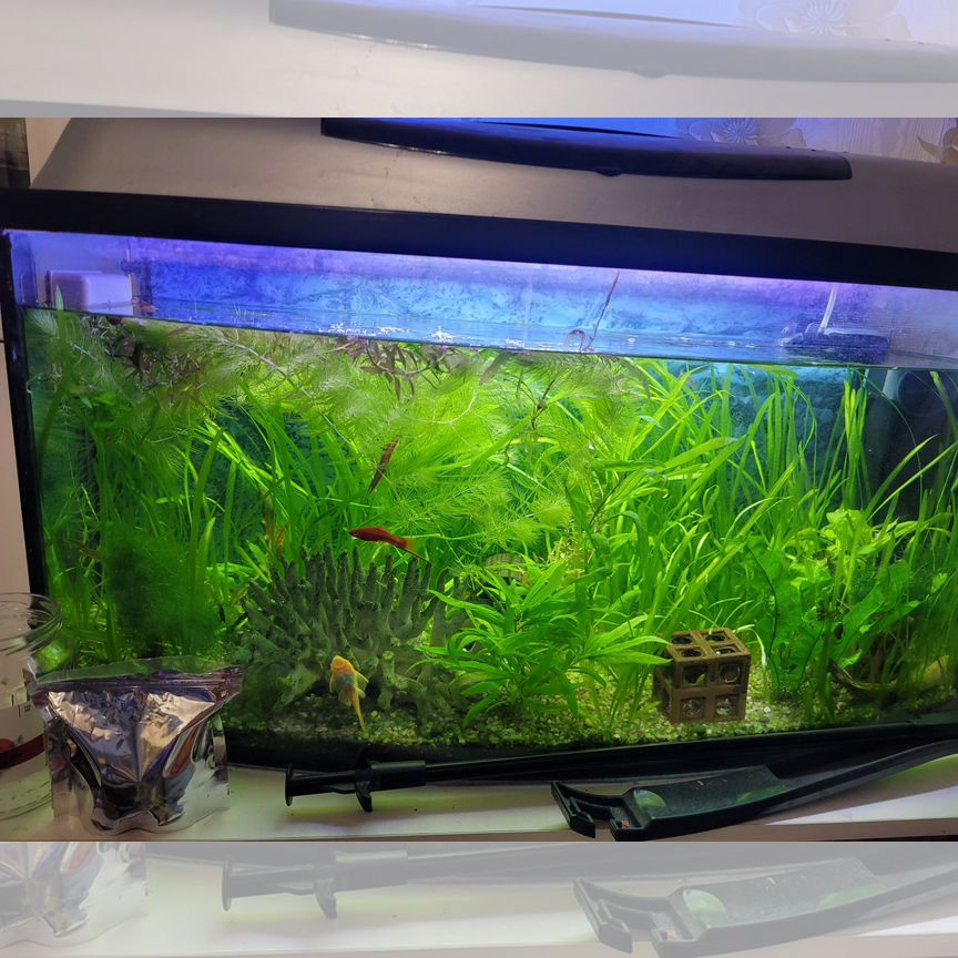 Валиснерия и роголистник