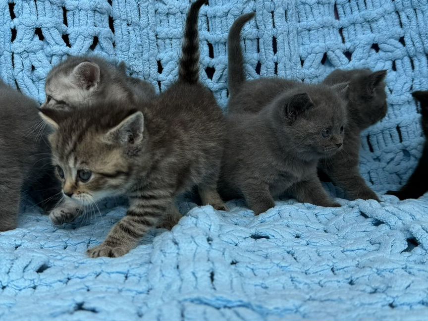 Британские котята