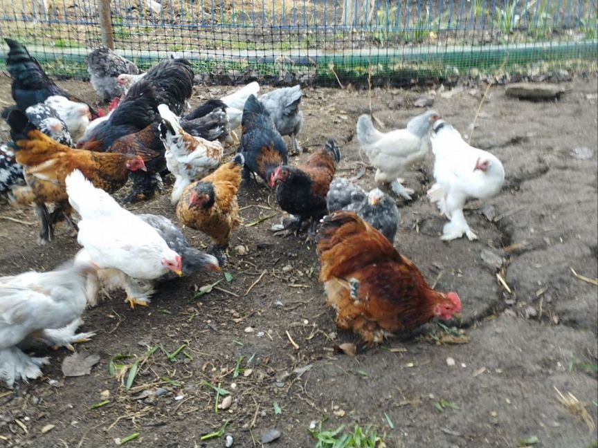 Карликовые курочки