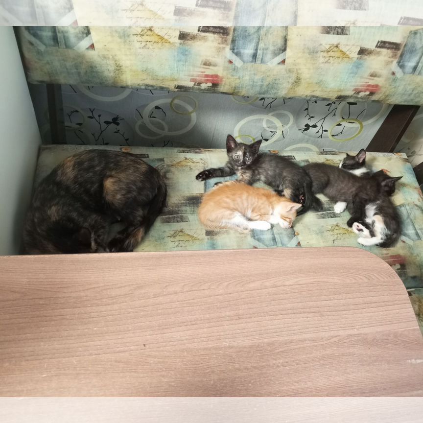 Котята в дар