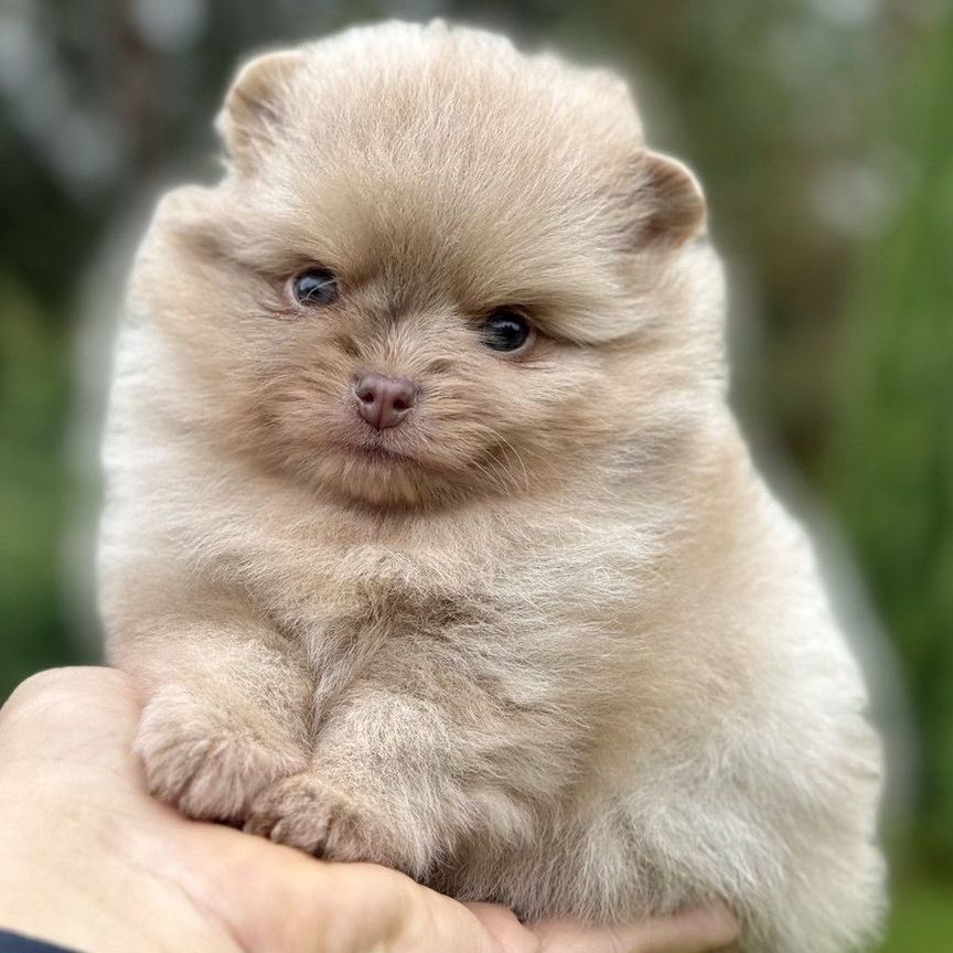 Померанский шпиц, щенок