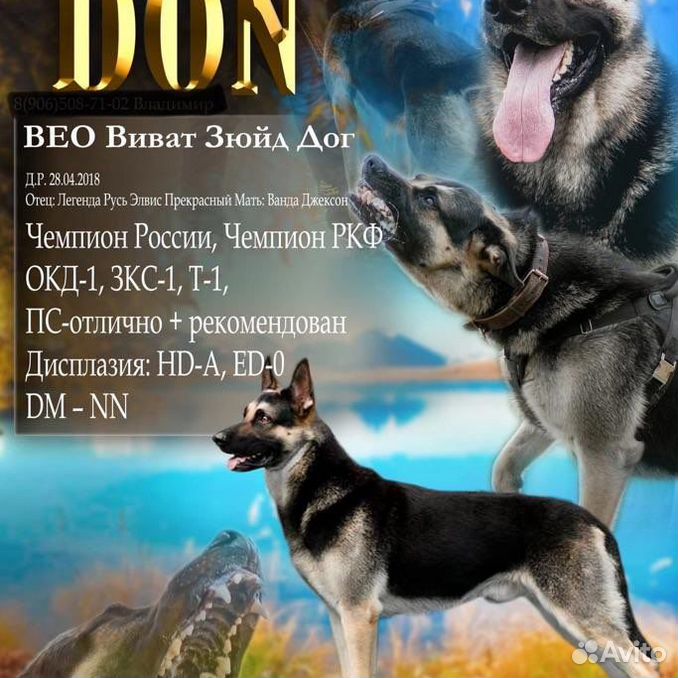 Вязка кобель Вео