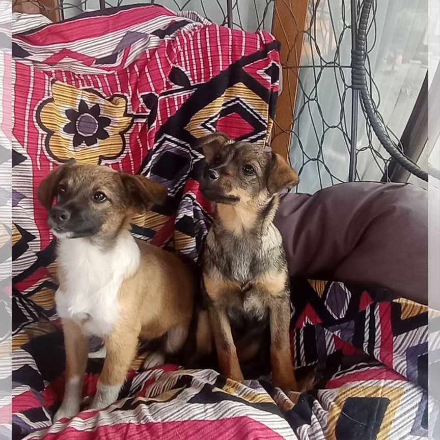 Щенок в добрые руки