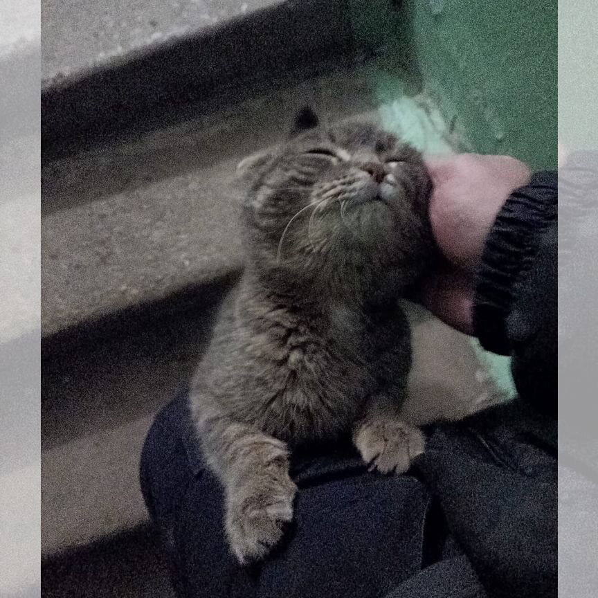 Кто-то потерял кошку Коммунистическая 22 (Гафури)