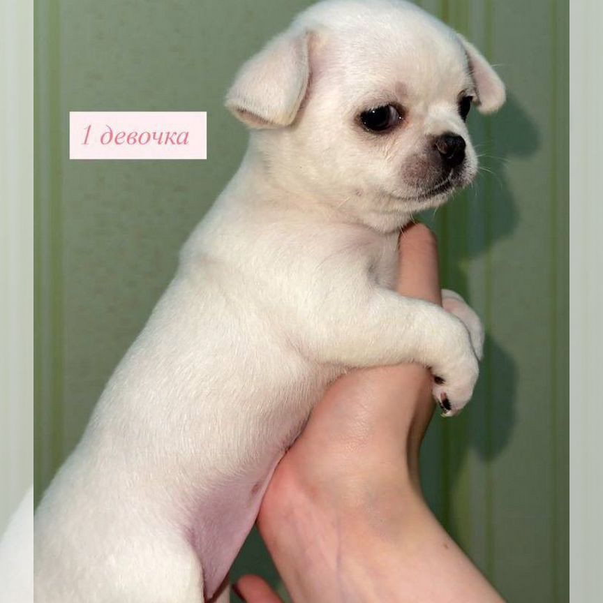 Чихуахуа, щенок