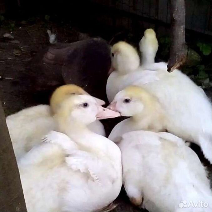 Утятя шептуны 10 дней