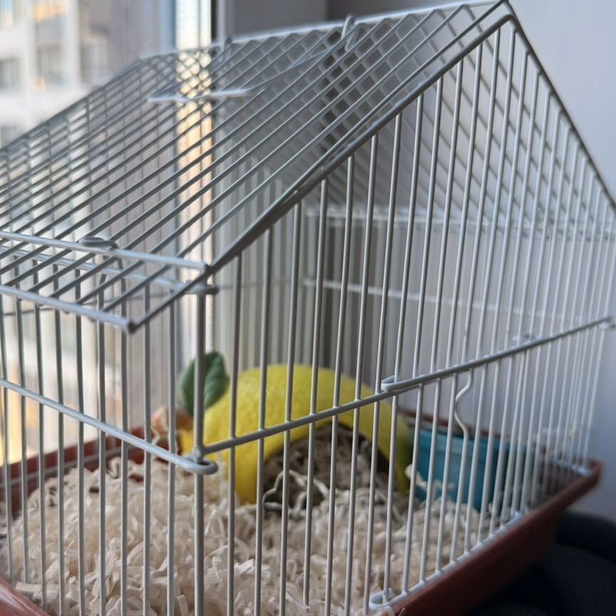 Клетка для джунгарского хомяка
