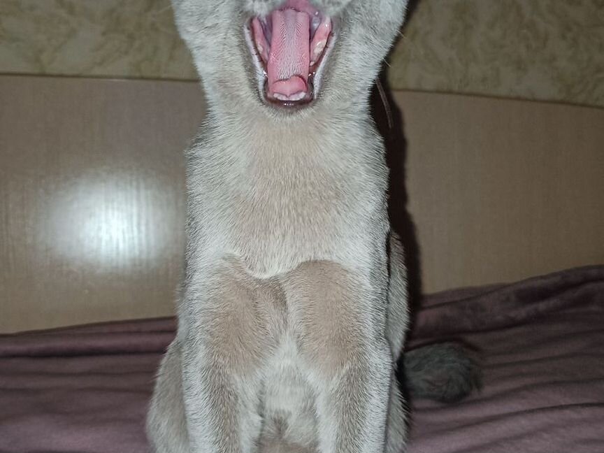 Котенок Бурмыш