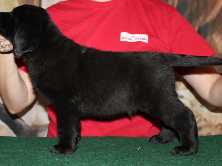 Шикарный брюнет