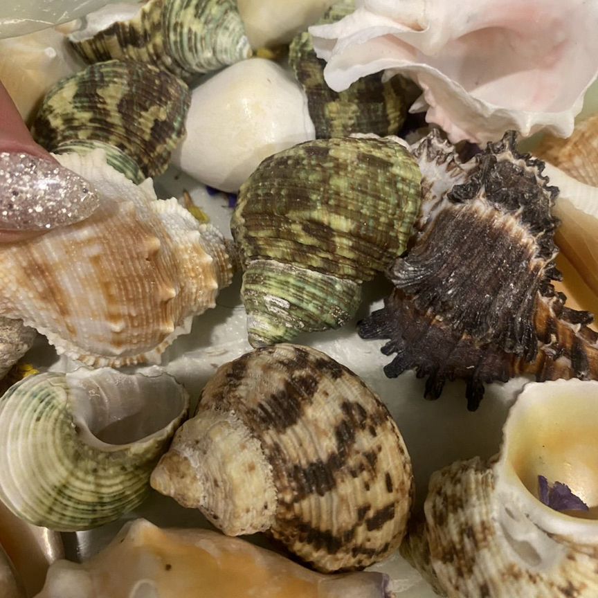 Морские ракушки раковины для аквариума, интерьер