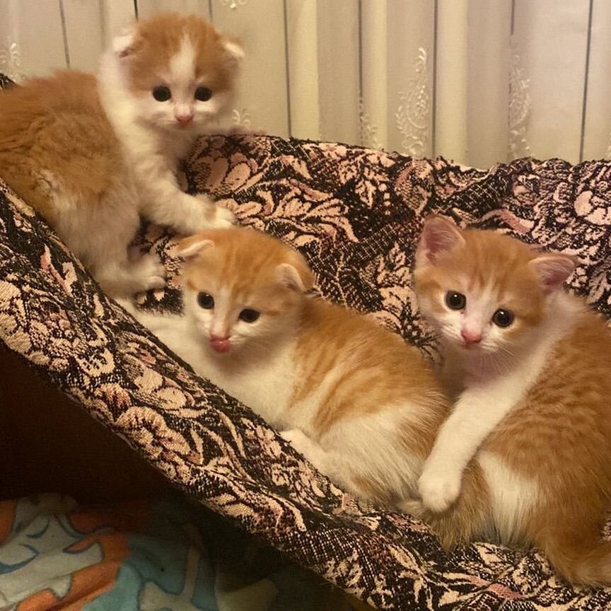 Котята в добрые руки