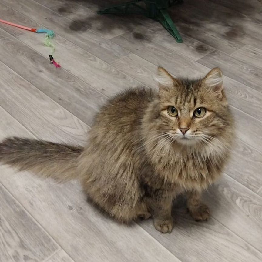 Симпатичная кошка Масяня ищет дом