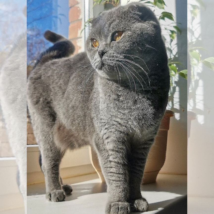 Шотландская вислоухая кошка бесплатно
