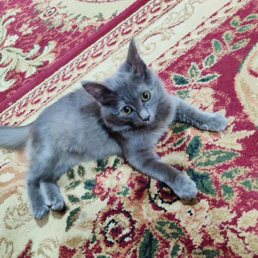 Отдам котёнка в добрые руки