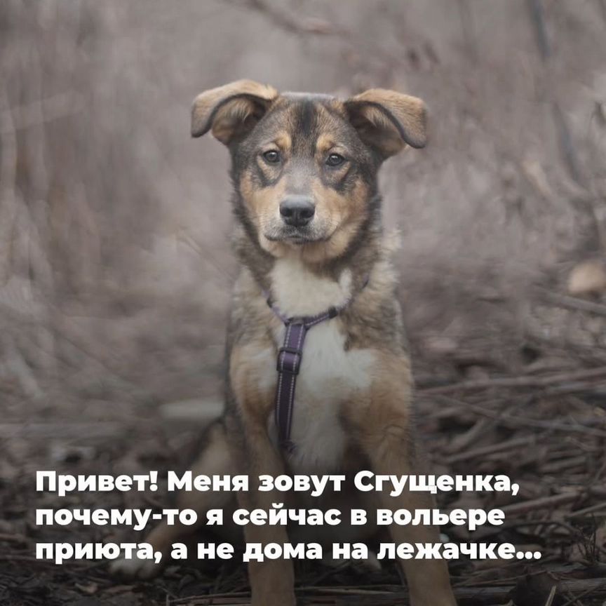 Ласковый щенок из приюта бесплатно