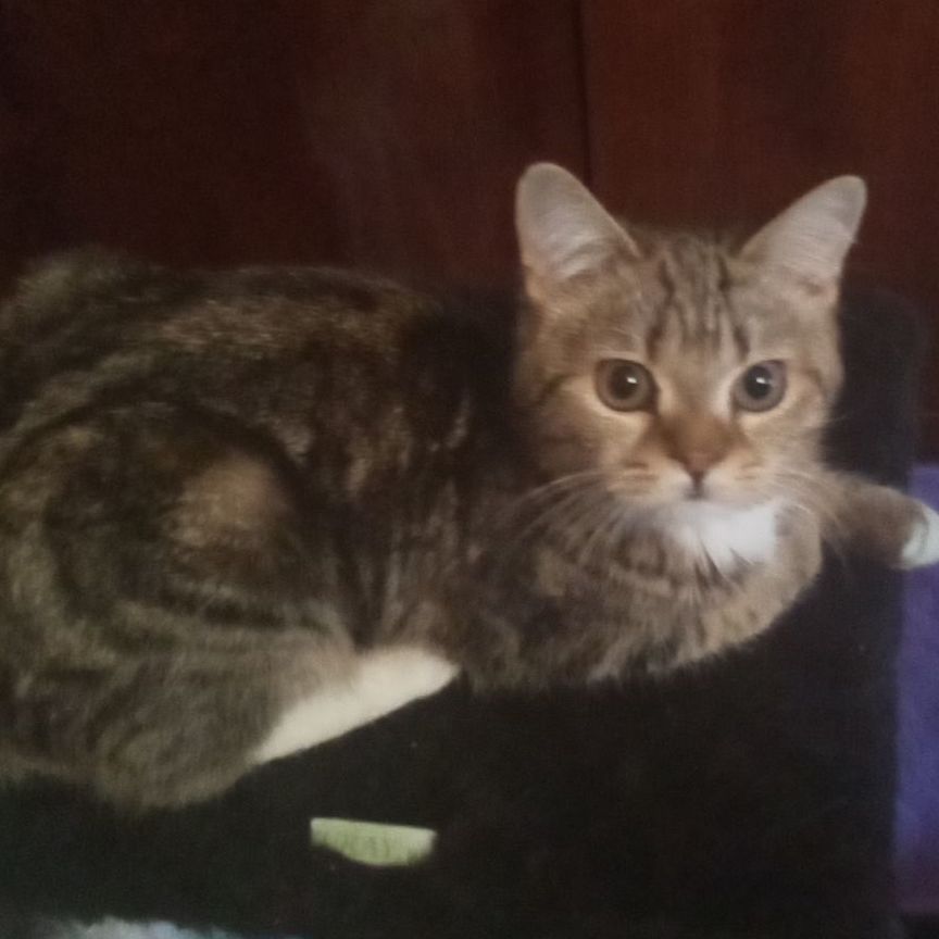 Британский котенок