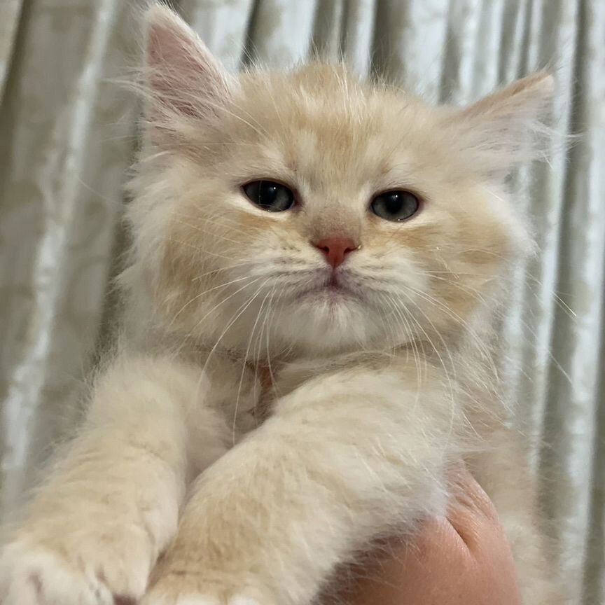 Сибирские котята
